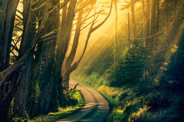 Diane Varner 산책길의 풍경 'Daily Walks' : 네이버 블로그