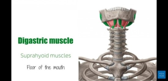 Digastric muscle 이복근 : 네이버 블로그