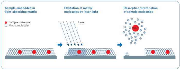 [Bruker MALDI TOF/TOF] rapifleX - HTS(High Throughput Screening) drug ...