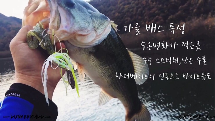 남자의 낚시 채터베이트 메가배스 와일드헤더 (wild header) : 네이버 블로그