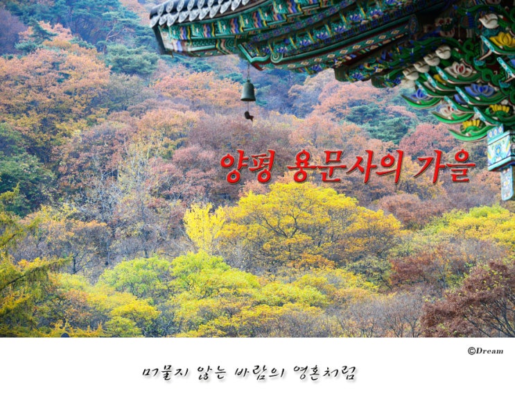 양평 가볼 만한 곳용문산 용문사 은행나무와 단풍 네이버 블로그