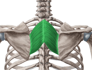[기능 해부학] 능형근,마름근 Rhomboid 기시, 정지, 기능, 성격 : 네이버 블로그