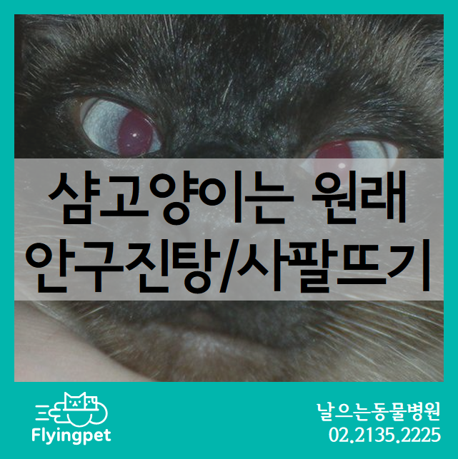 샴고양이 안구진탕과 사팔뜨기 / Nystagmus and Strabismus in Siamese Cat, 고양이 안구진탕 ...