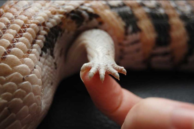 도레미파충류 키우기 좋은 특이한 반려동물 추천 TOP5 : 네이버 블로그