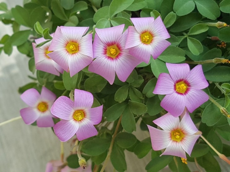 83. Callosa Hmong Bride zw008 : 네이버 블로그