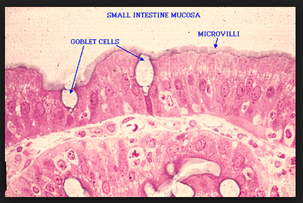 Goblet cell : 네이버 블로그