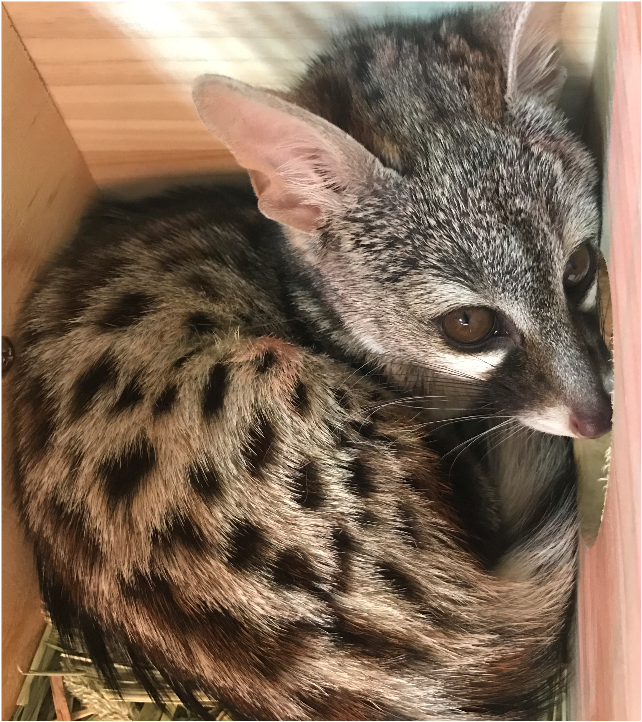 하와의 도도와 시크를 담당하는 제넷 추추! : 네이버 블로그