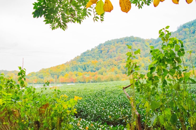 [항저우 일상] 중국에서 푸마 패딩 구입/ 녹차 본점/ 오랜만에 서호시내 구경/ 용정차밭 구경 : 네이버 블로그