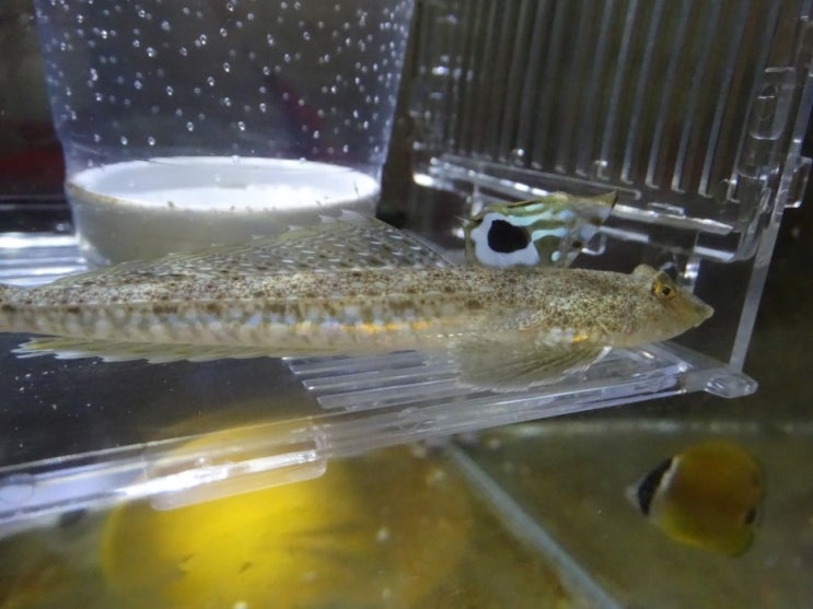 동갈양태 Repomucenus curvicornis / 돛양태과 (Family Callionymidae) : 네이버 블로그