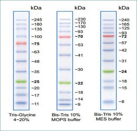 HiQ™ Blueye Protein Marker : 네이버 블로그