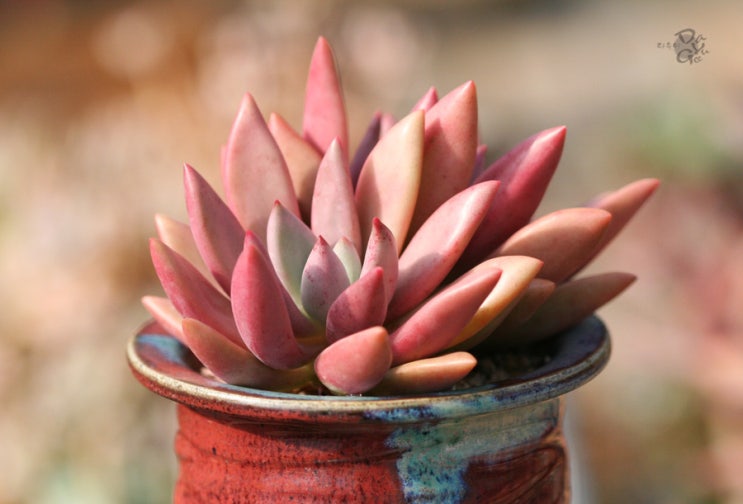 에케베리아 루비도나 (Echeveria 'Ruby Donna') 다육이. : 네이버 블로그