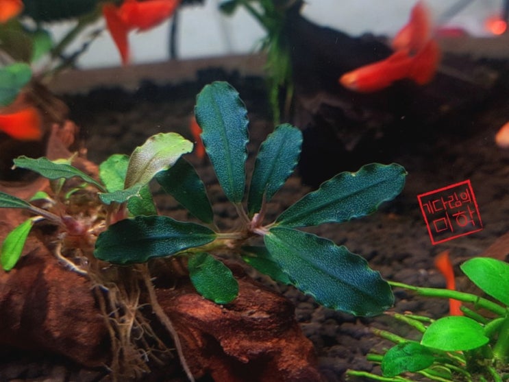 Bucephalandra sp. Arrogant 'blue' (부세파란드라 알로간트 '블루') : 네이버 블로그