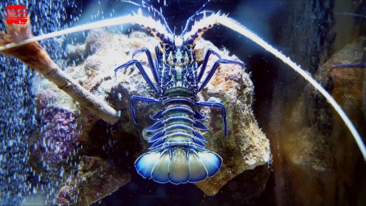 Spiny Lobster, Blue (Panulirus versicolor) : 네이버 블로그