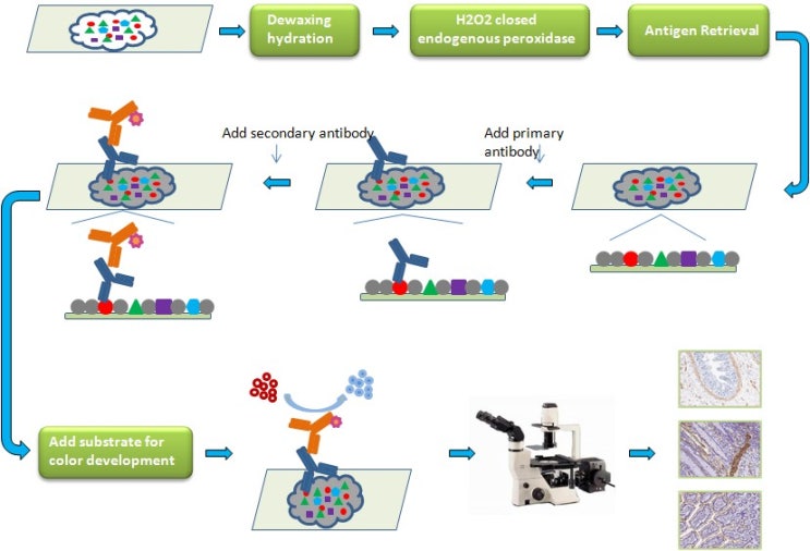 면역조직화학 염색(immunohistochemistry; IHC) : 네이버 블로그