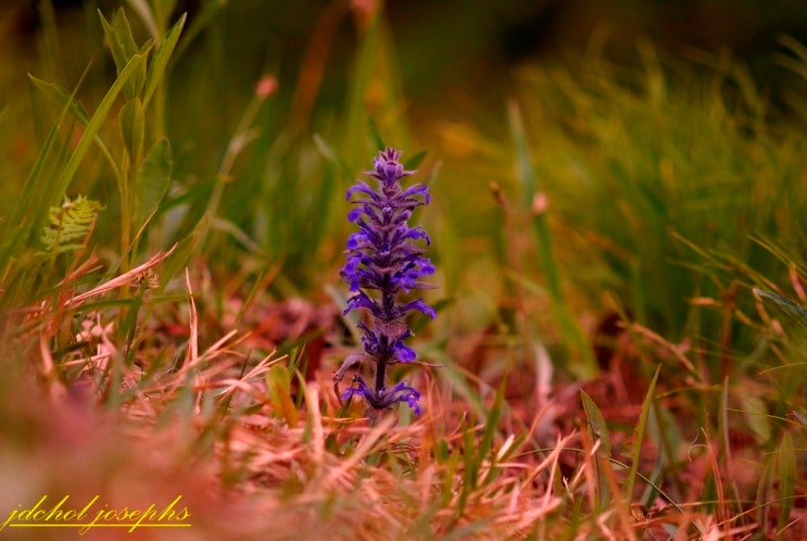 조개나물(Ajuga multiflora Bunge) : 네이버 블로그