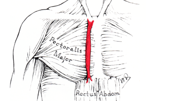14.가슴 근육 (chest muscle) - 흉골근 Sternalis M. : 네이버 블로그