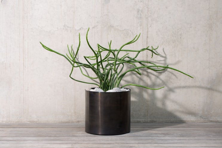 Planet Planter (플래닛 플랜터) : 네이버 블로그