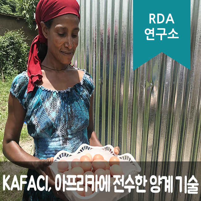 KAFACI, 아프리카 대륙에 양계기술을 전수하다. : 네이버 블로그