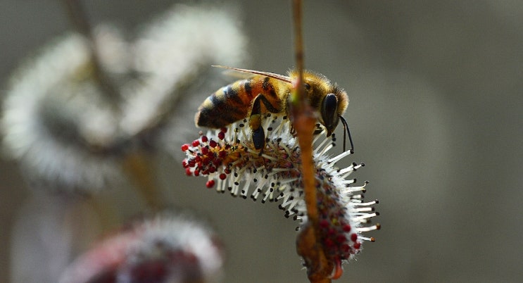 혼밥믜 의미 : 네이버 블로그