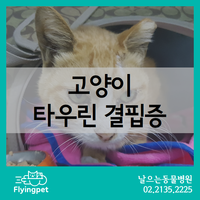 고양이 타우린 결핍증 / Taurine Deficiency in Cats, 고양이DCM, 고양이실명, 고양이확장성심근증 ...
