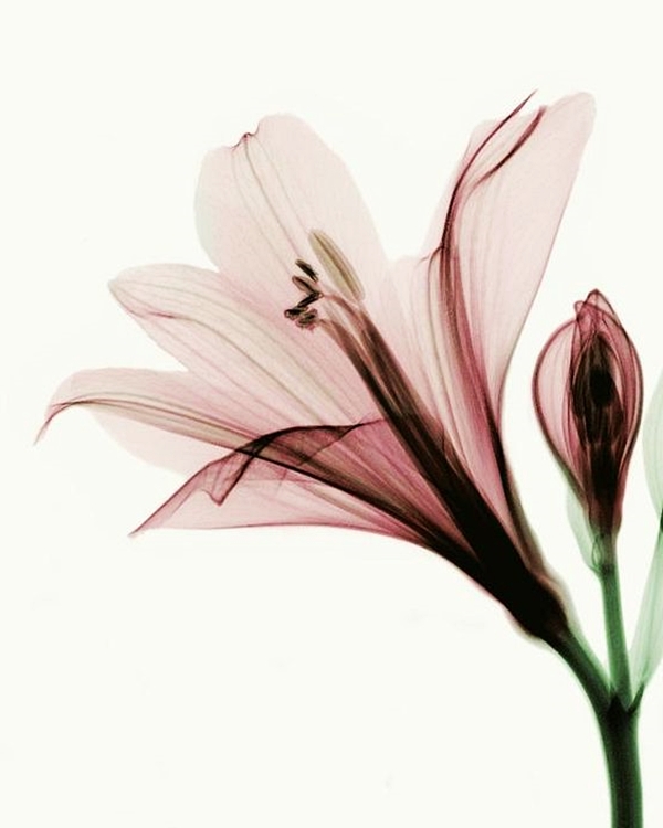 북유럽 식물액자만들기 좋은 이미지모음 : 네이버 블로그