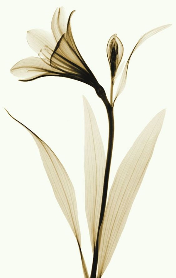 북유럽 식물액자만들기 좋은 이미지모음 : 네이버 블로그