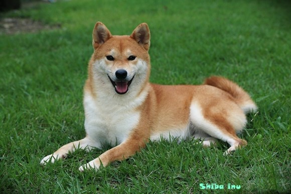 UMEMI, 우메미 (Standard Shiba Mother Dog, 시바母犬) : 네이버 블로그