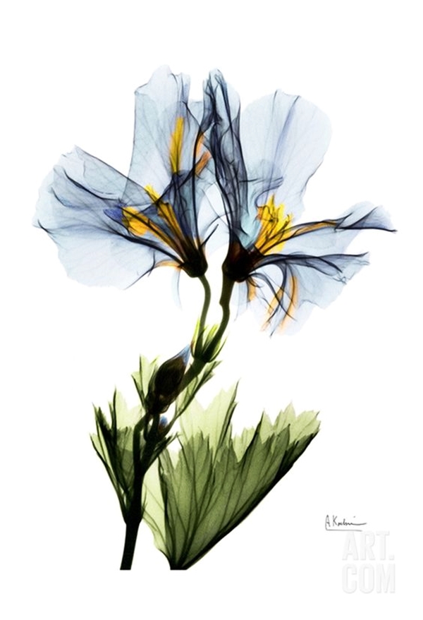 북유럽 식물액자만들기 좋은 이미지모음 : 네이버 블로그