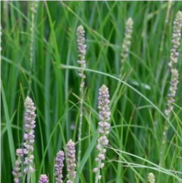 [포렌코즈] 지모뿌리추출물 ( 지모추출물, Anemarrhena Asphodeloides Root Extract ) : 네이버 블로그