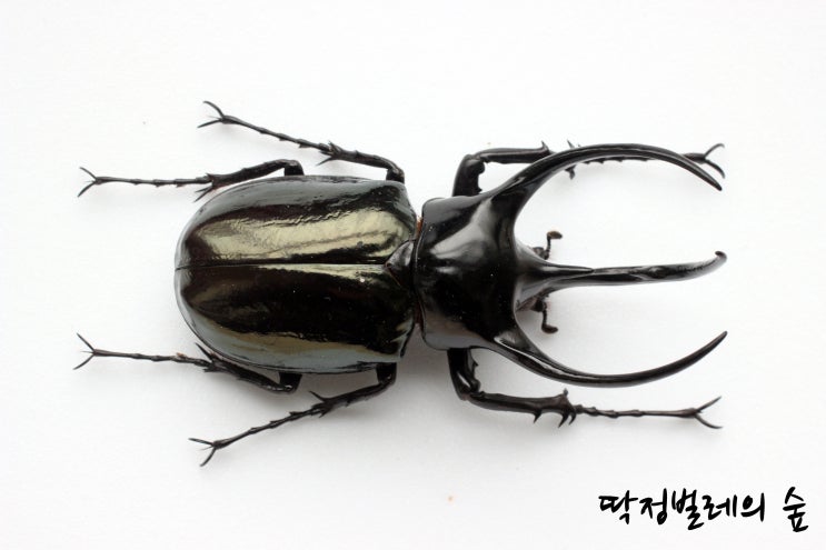 Chalcosoma chiron kirbii : 네이버 블로그