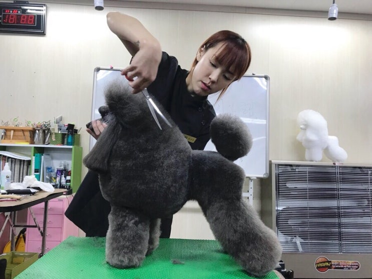 부천에이스애견미용학원 푸들 스칸디나비아클립 세미나 네이버 블로그