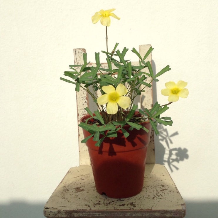옥살리스 안네 ( Oxalis Annae ) : 네이버 블로그