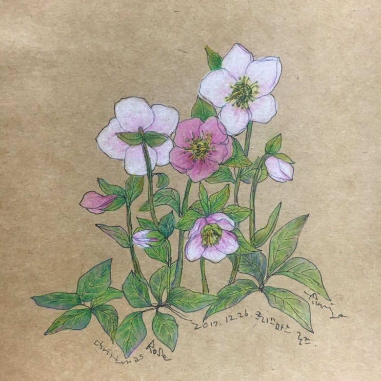 탄생화 그리기 - 12월 26일 탄생화 : 크리스마스 로즈 (Christmas Rose) : 네이버 블로그
