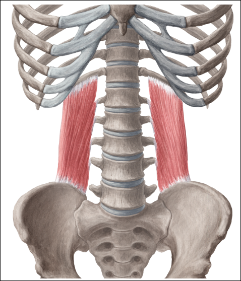 요방형근, 허리네모근, QL muscle(Quadratus Lumborum) 기능해부학 ,마사지, 스트레칭까지 : 네이버 블로그