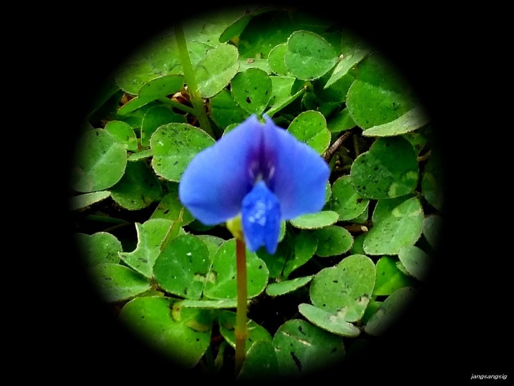 [식물] 블루옥살리스 (Blue Oxalis) : 네이버 블로그