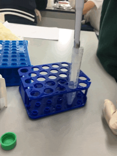 [대학교 생화학실험] 유전자 재조합(DNA Recombination)/제한효소(Restriction Enzyme)/수용성 세포 ...