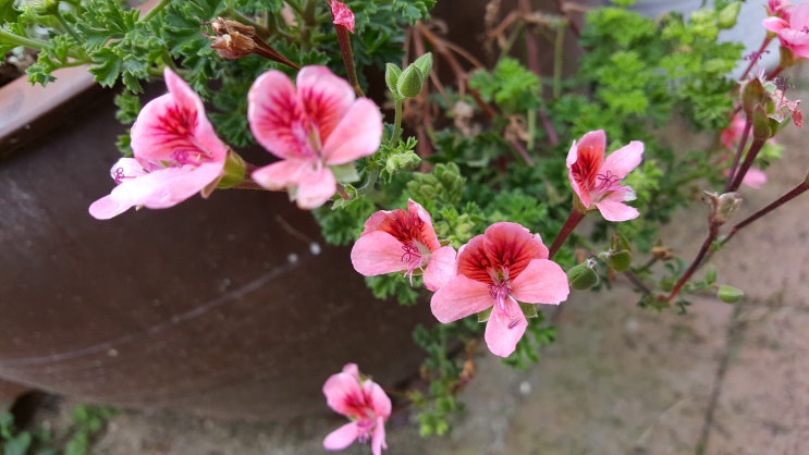 랜디 제라늄, 랜디, 펠라고늄 : Pelargonium 'Angel Eyes Randy', Angeleyes Randy ...