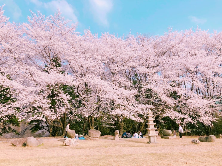 2018 카이스트 벚꽃 대전 벚꽃 명소 네이버 블로그