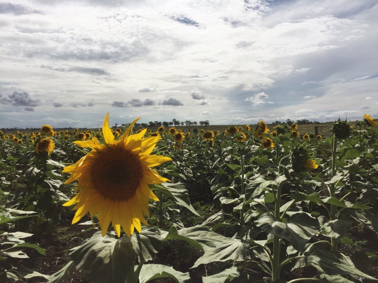 브리즈번 해바라기 천국 +웅장한 폭포까지 완벽했던 일정! : 네이버 블로그