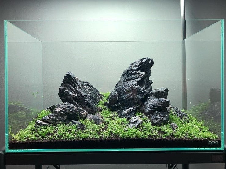 모스 활착 팁 + The Moss Mud Method : 네이버 블로그