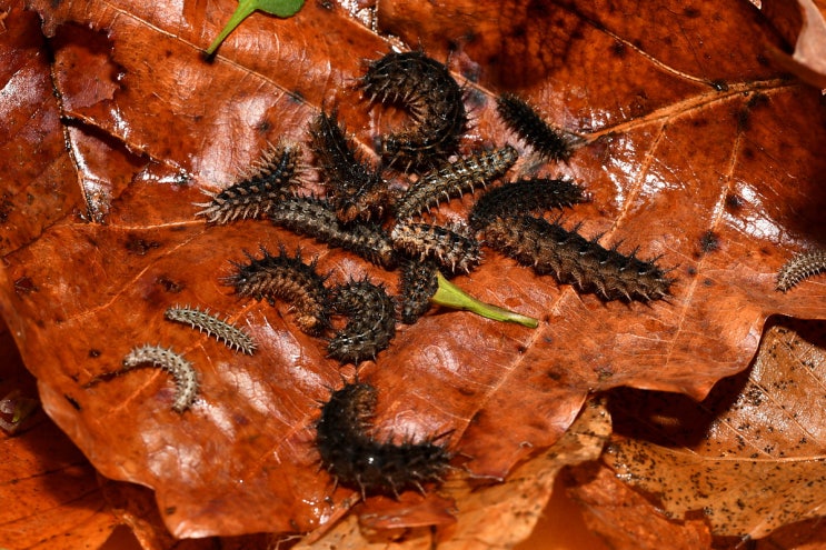 표범나비 애벌레 : 네이버 블로그