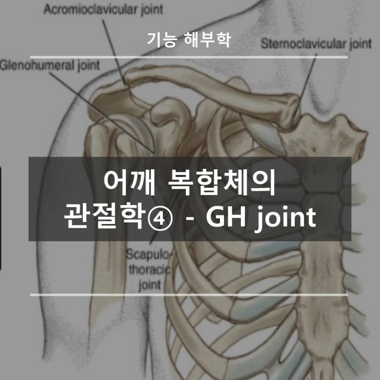 어깨 복합체(Shoulder Complex) 관절학④ - 오목위팔관절(GH joint) : 네이버 블로그