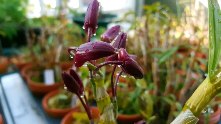 Dendrobium Red Flower Hyb 덴드로비움 홍화 : 네이버 블로그