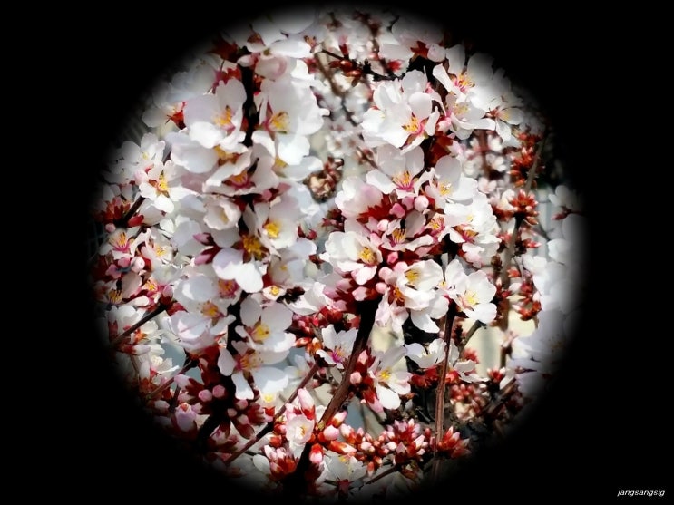 [식물] 앵도나무 (Manchu cherry) : 네이버 블로그