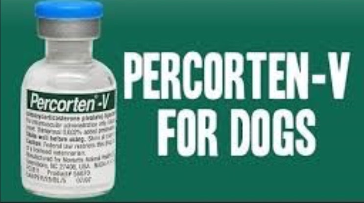 에디슨병 치료주사 퍼코텐(Percorten-V) vs 자이코탈(Zycortal) : 네이버 블로그