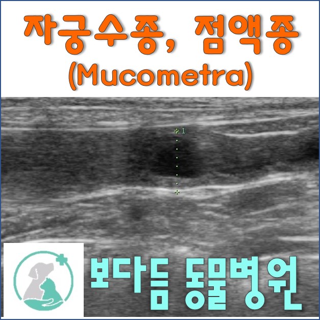 자궁수종, 자궁점액종 [Mucometra],생리불순,다음다뇨,자궁축농증[강서구 마곡동물병원 보다듬]/화곡동물병원,공항동동물병원 ...