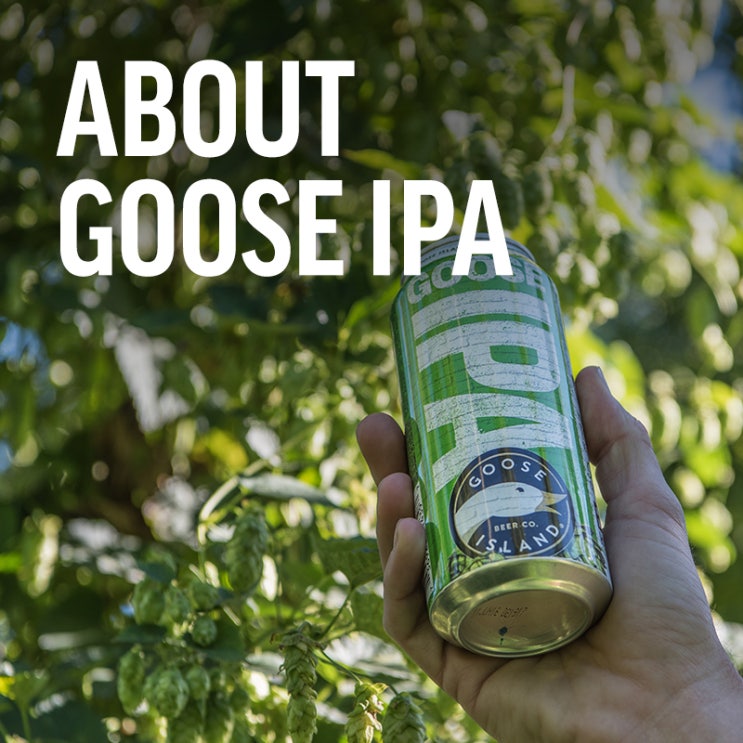 [구스아일랜드] 최고의 홉으로 탄생한 수제 맥주, Goose IPA : 네이버 블로그