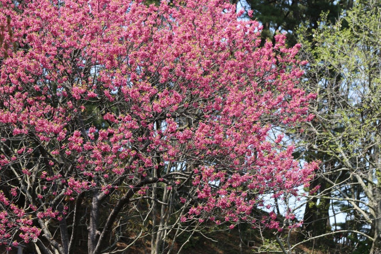 대만벚나무 '수페르바',Prunus campanulata 'Superba' 한비앵寒緋櫻. 오키나와 벚나무,캄파눌라타벚 '수퍼바 ...