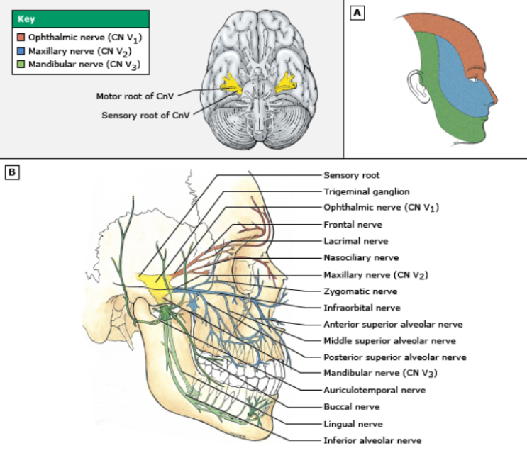 Distribution of the trigeminal nerve(cranial nerve V) : 네이버 블로그