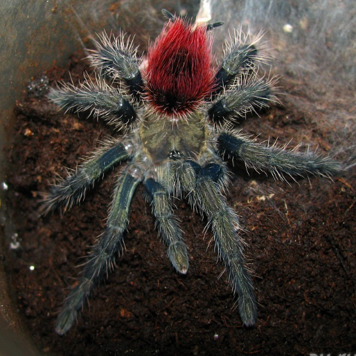 Thrixopelma Ockerti (오거티, 페루비안 오렌지럼프) : 네이버 블로그